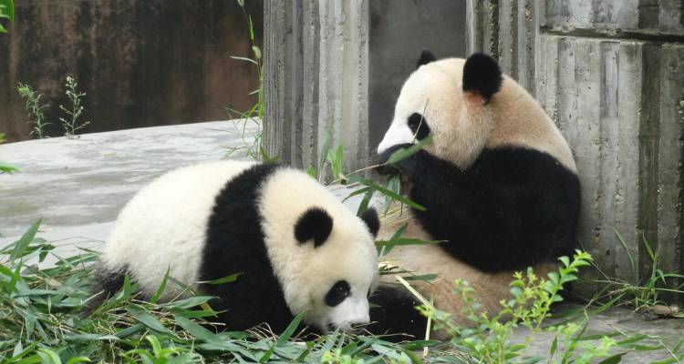 Tour | Beijing, Chengdu, Lijiang & Dali (4-5 Star) - 14 days | On The ...