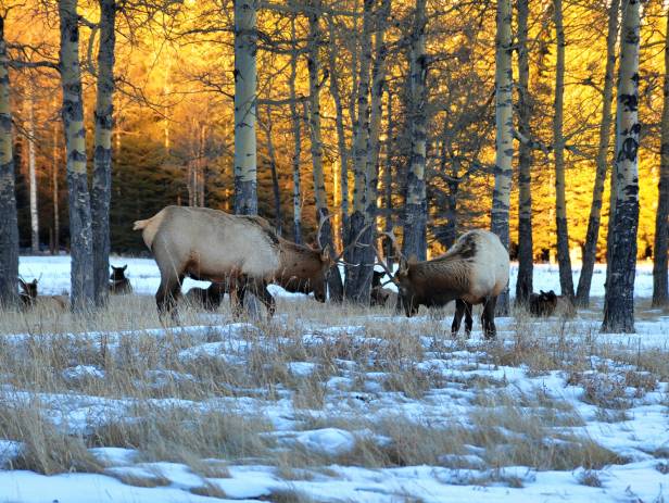 Yukon & Northern Lights 4-Day Group Tour | On The Go Tours