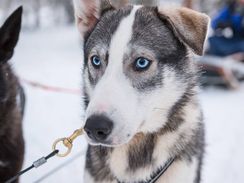 Husky Safari in Tromsø | On The Go Tours