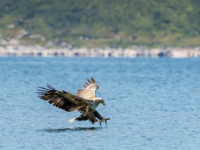 Sea Eagle Safari by RIB or boat in Sommarøy | On The Go Tours
