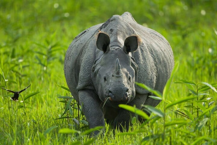 Assam Wildlife & Majuli Island - 5 days (From UK)