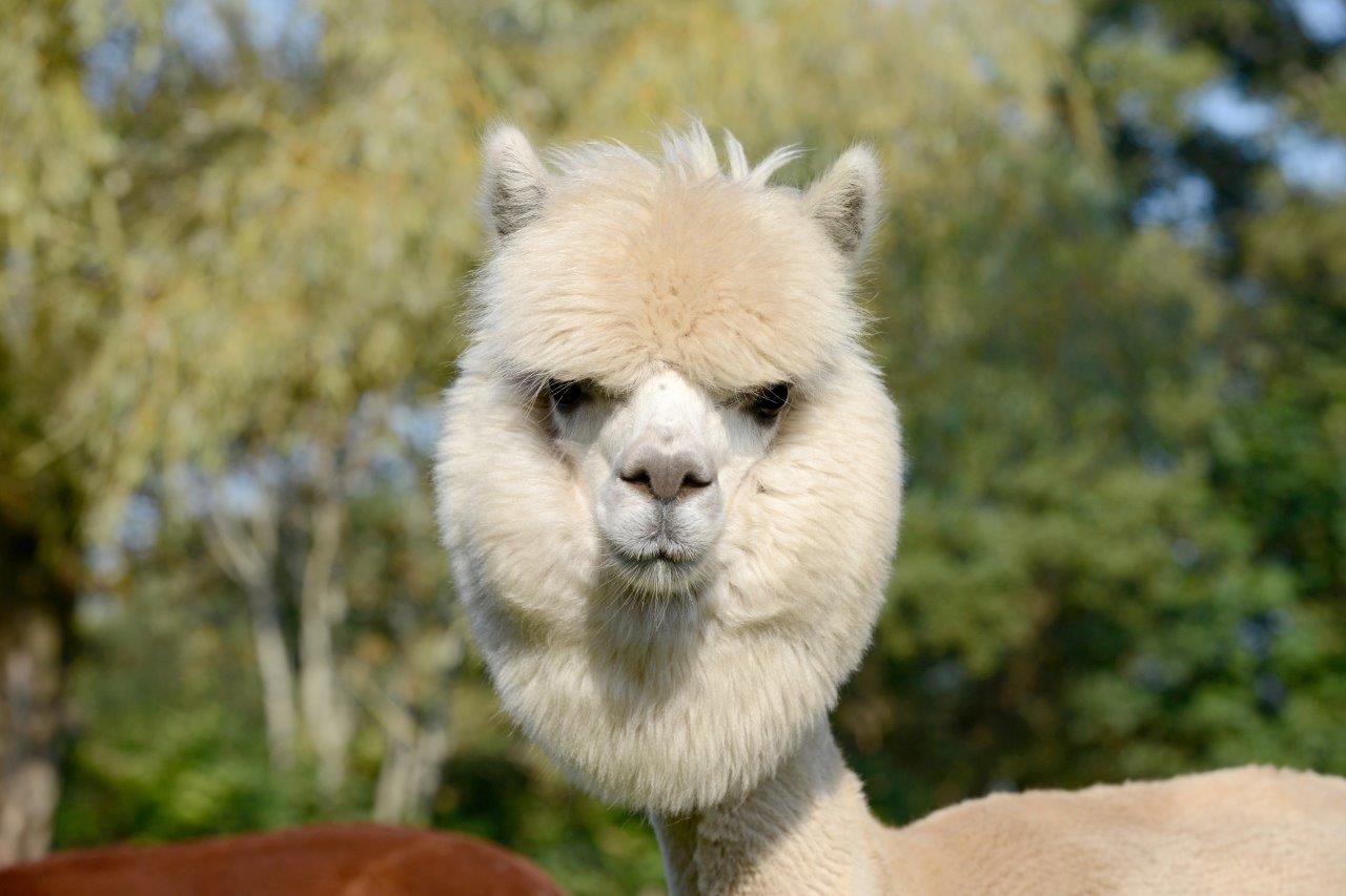 Inca Magic Experience - 8 days (From CA)