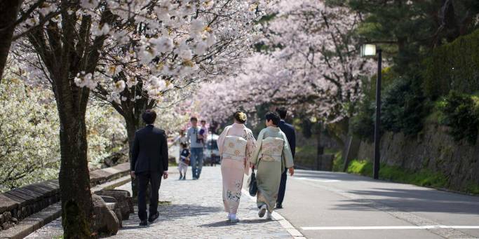 Japan in Bloom Spring Group Tour | On The Go Tours
