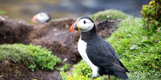 Magic Mull From Glasgow 3-Day Group Tour | On The Go Tours